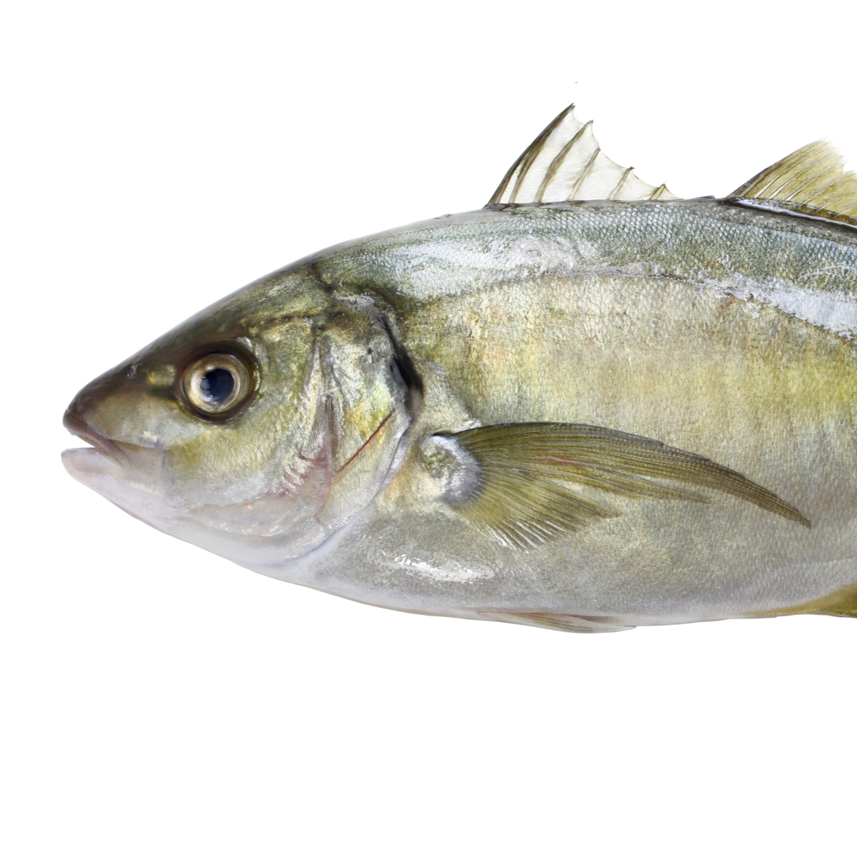 SUNSET SUHI'S STRIPED JACK