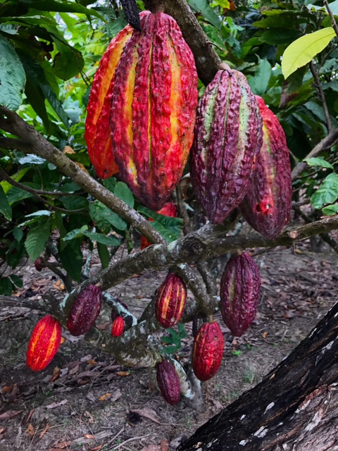 THE COLORS OF COCOA