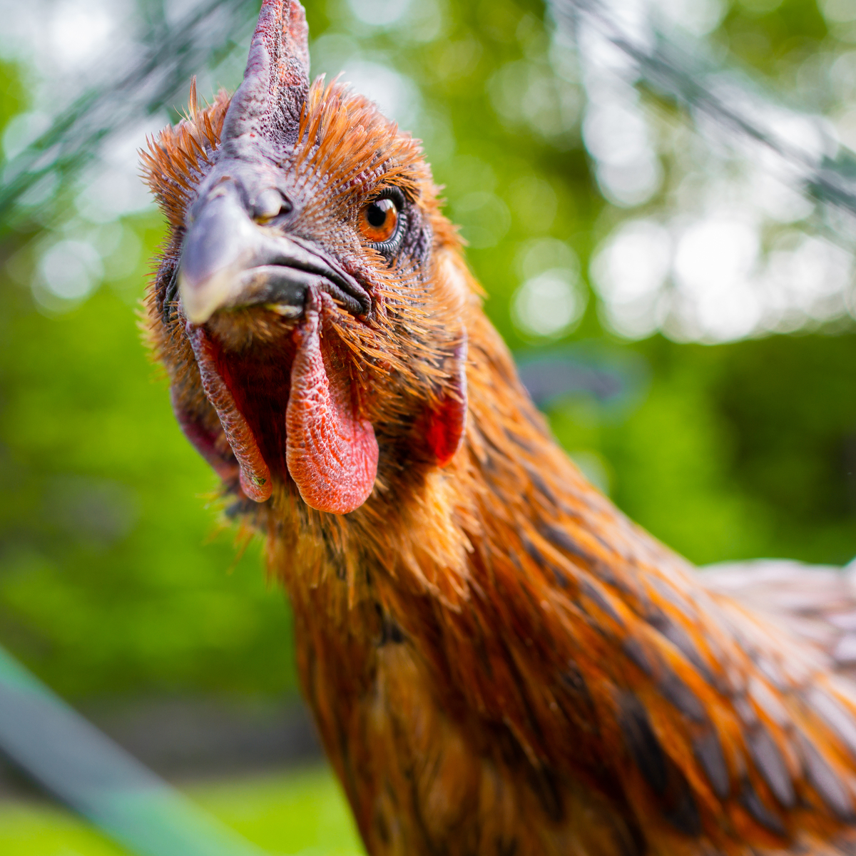 THIS CHICKEN WAS UNEGGCITING ....