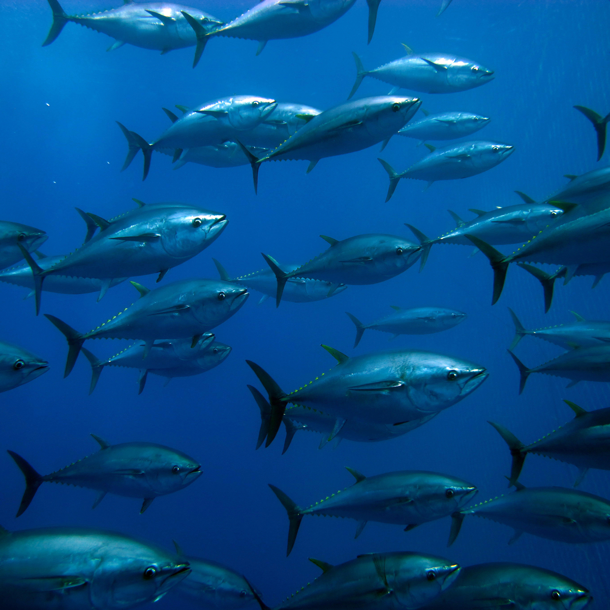 DADA'S TROUBLESOME TUNA