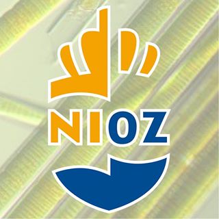 PROMOTES SHELL FORMATION?